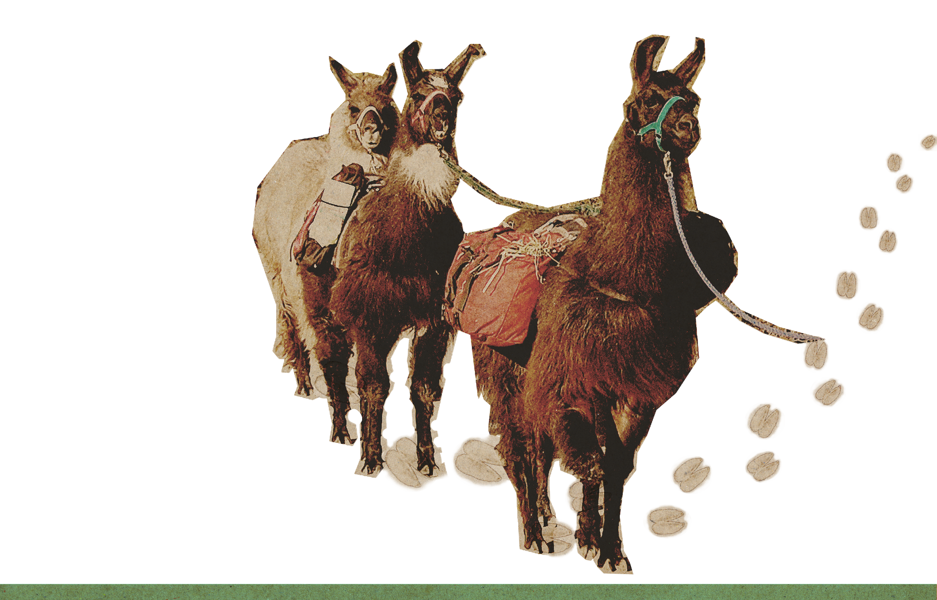 Angebote | Alpaka-Lama-Team