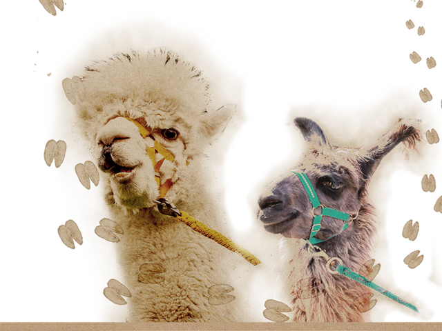 Startseite | Alpaka-Lama-Team